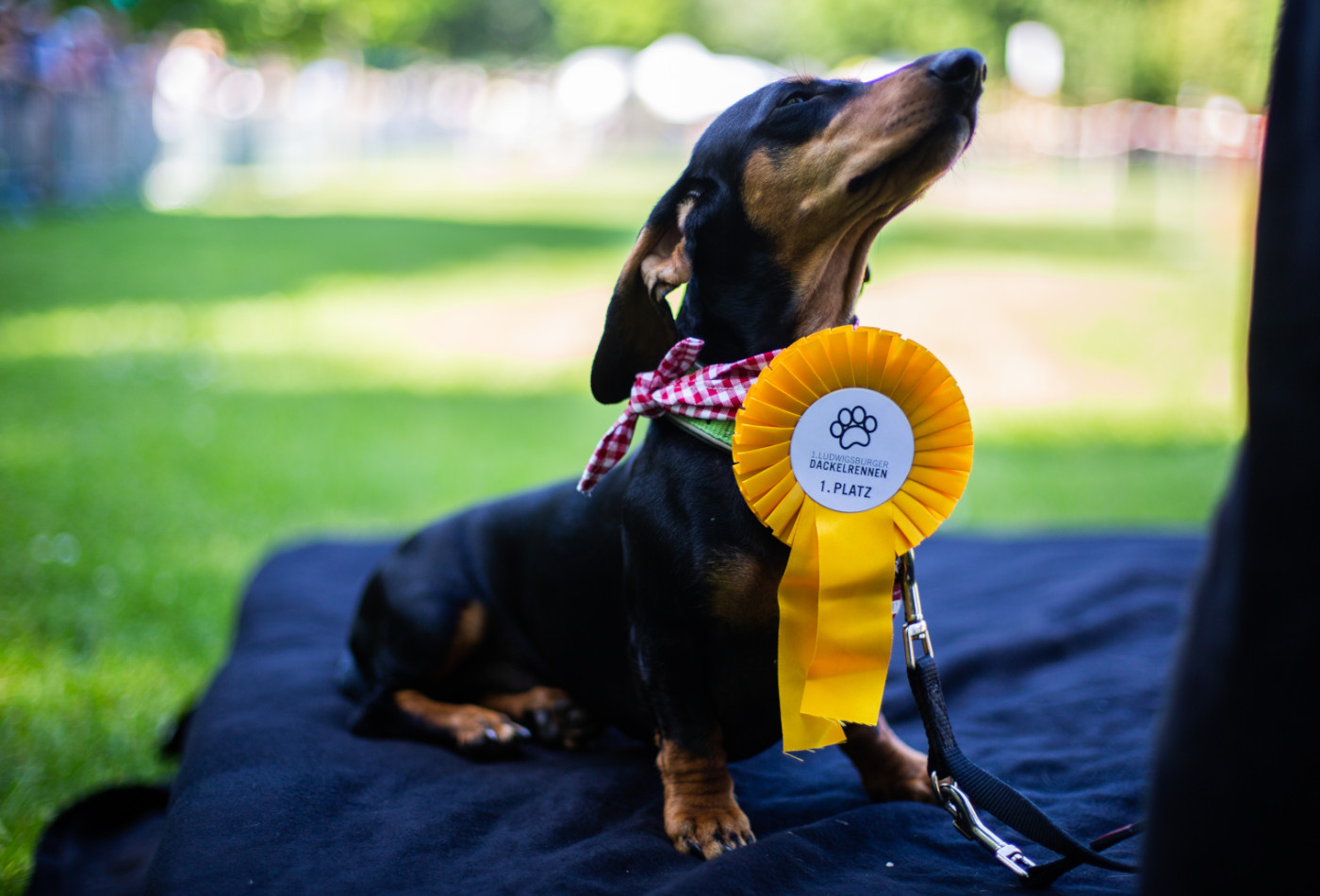 Ludwigsburger Dackelrennen | Tourismus Ludwigsburg